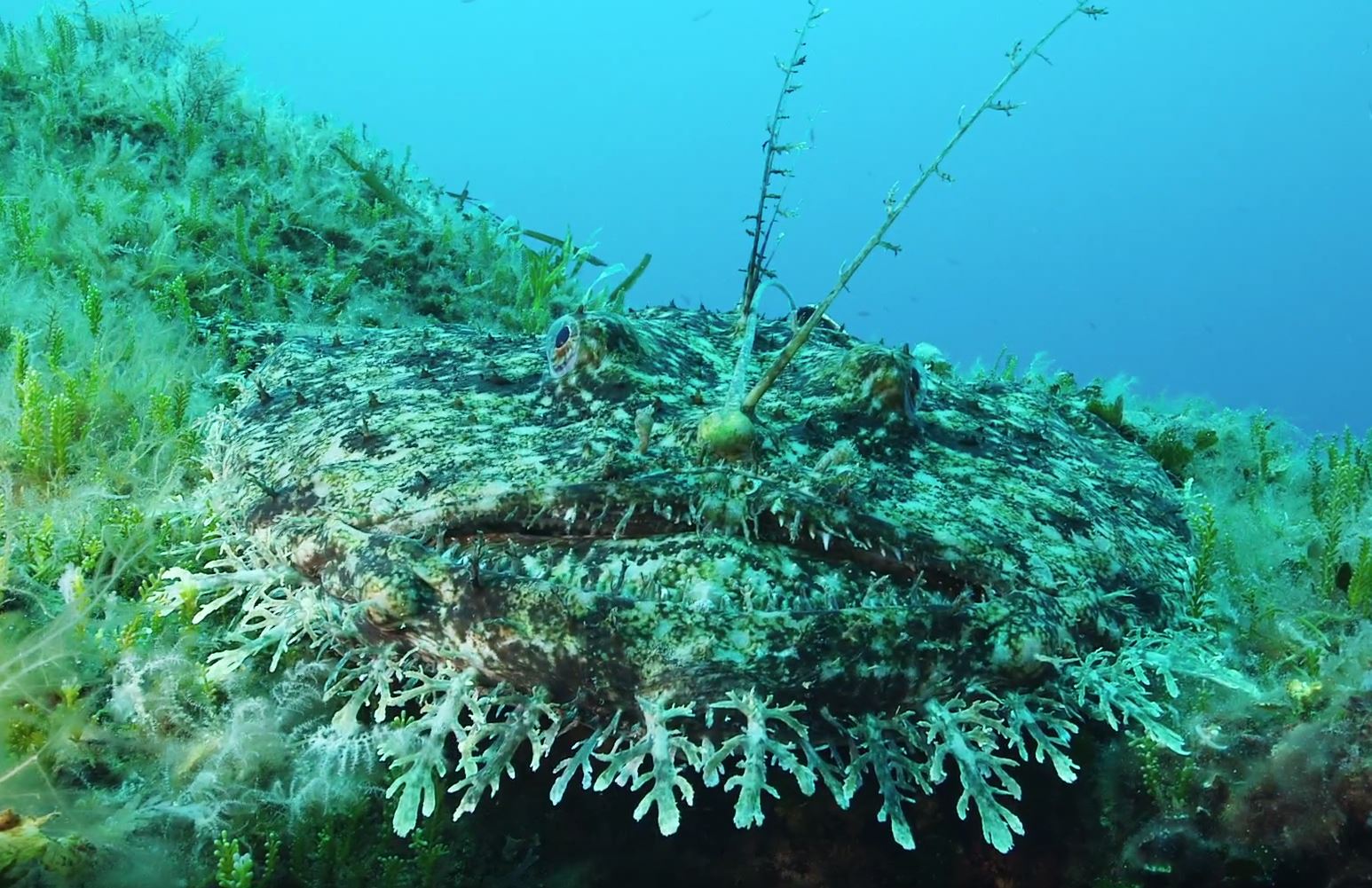 Un océan de vie, la baudroie - Label Bleu Production